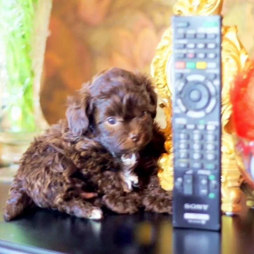 Мальтипу микро и мини