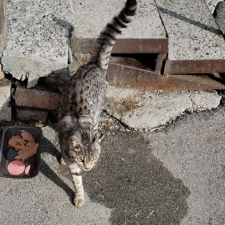 Британская короткошёрстная, взрослая кошка