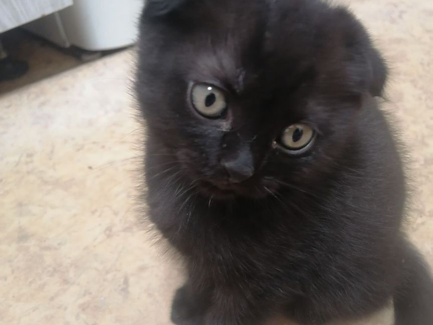 Шотландские вислоухие котята