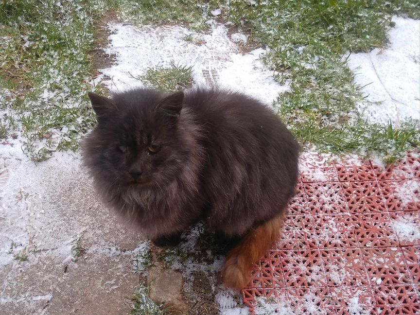 Пушистый котик в добрые руки