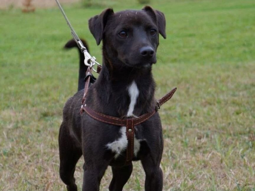 Рональд цверг-пинчер (метис)