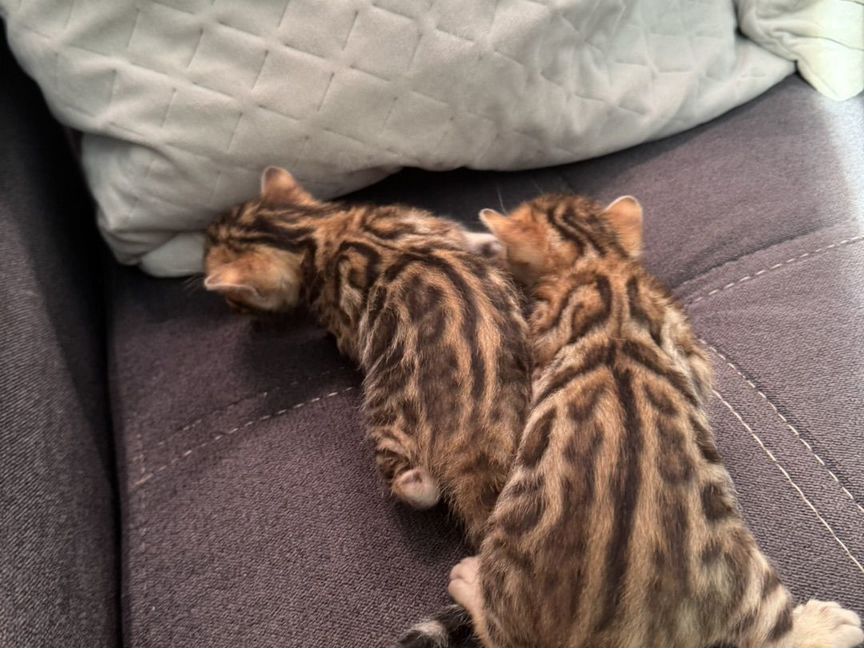 Бенгальские котята
