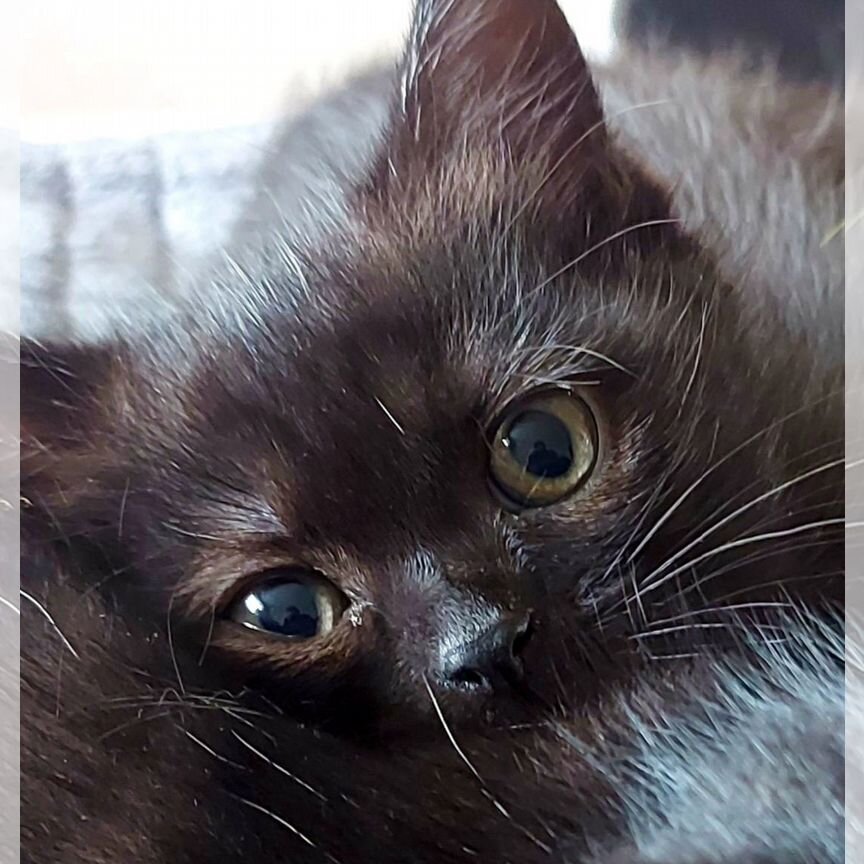 Котята в хорошие руки