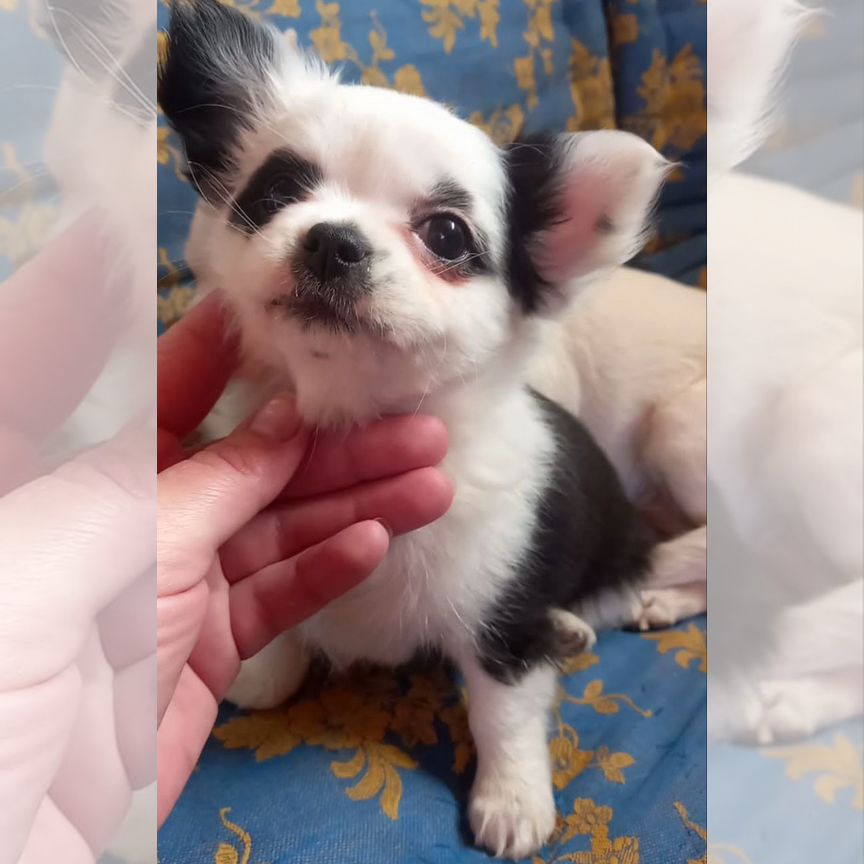 Щенки чихуахуа длинношерстные