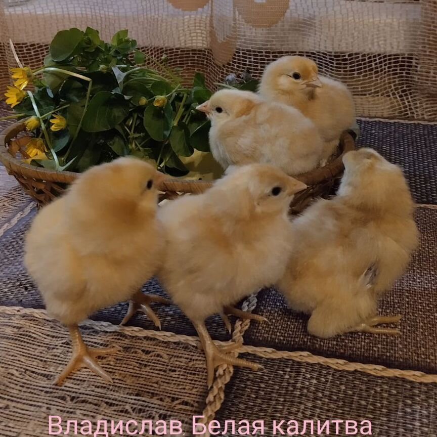 Цыплята суточные яичных пород