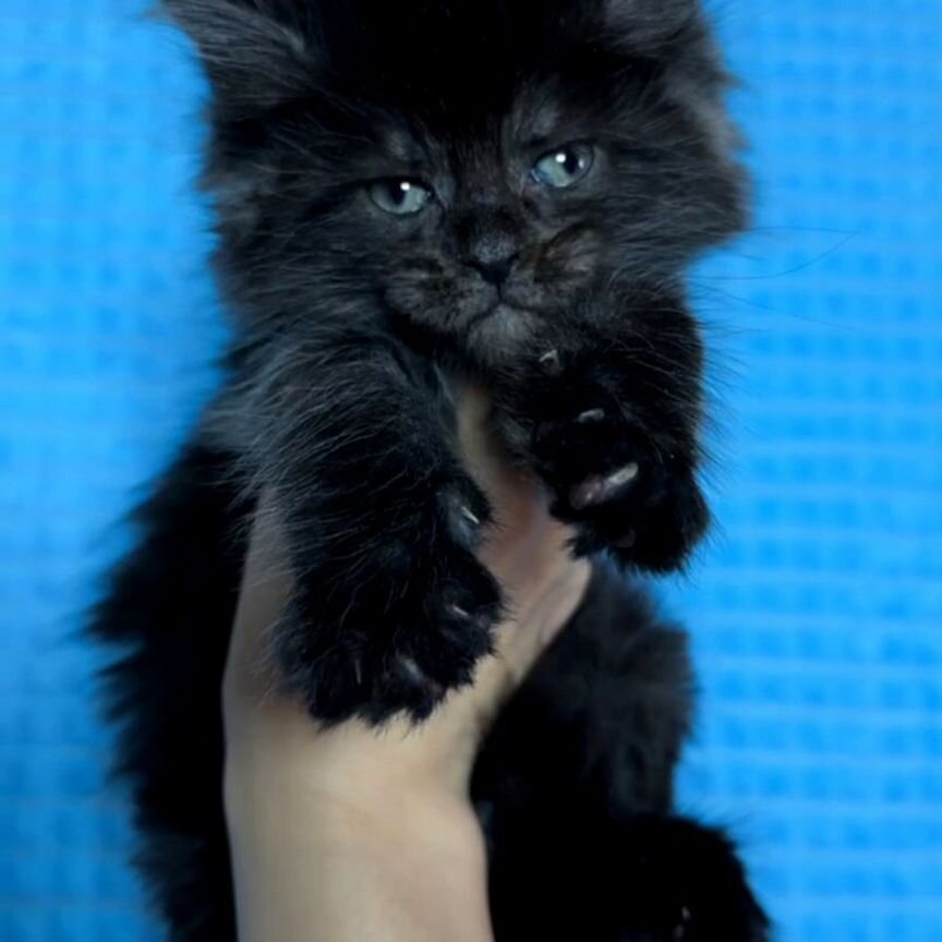 Котята мейн-кун