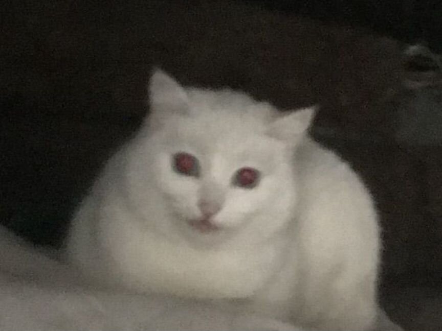 Прибилась кошечка