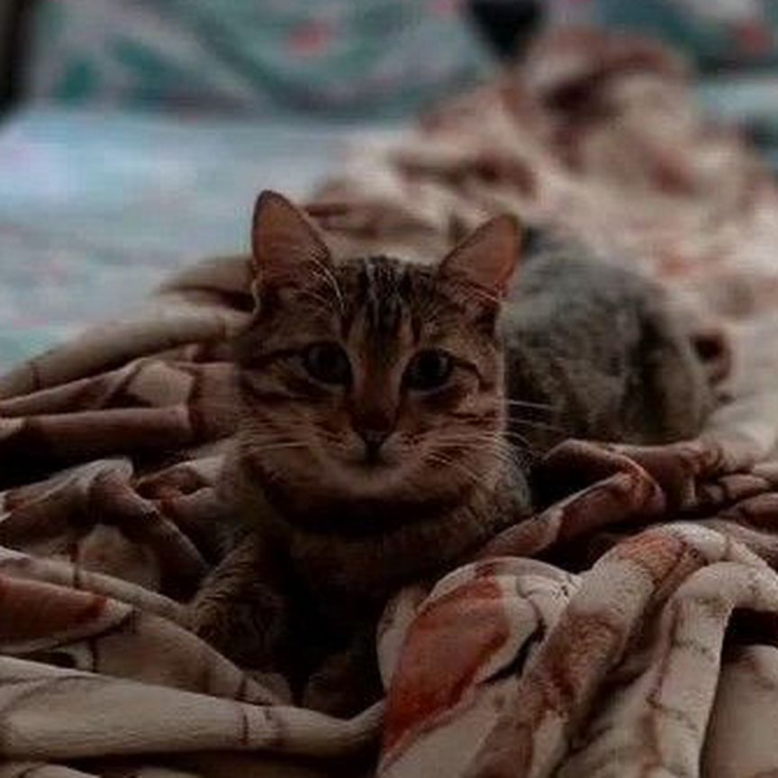 Взрослый кот в добрые руки