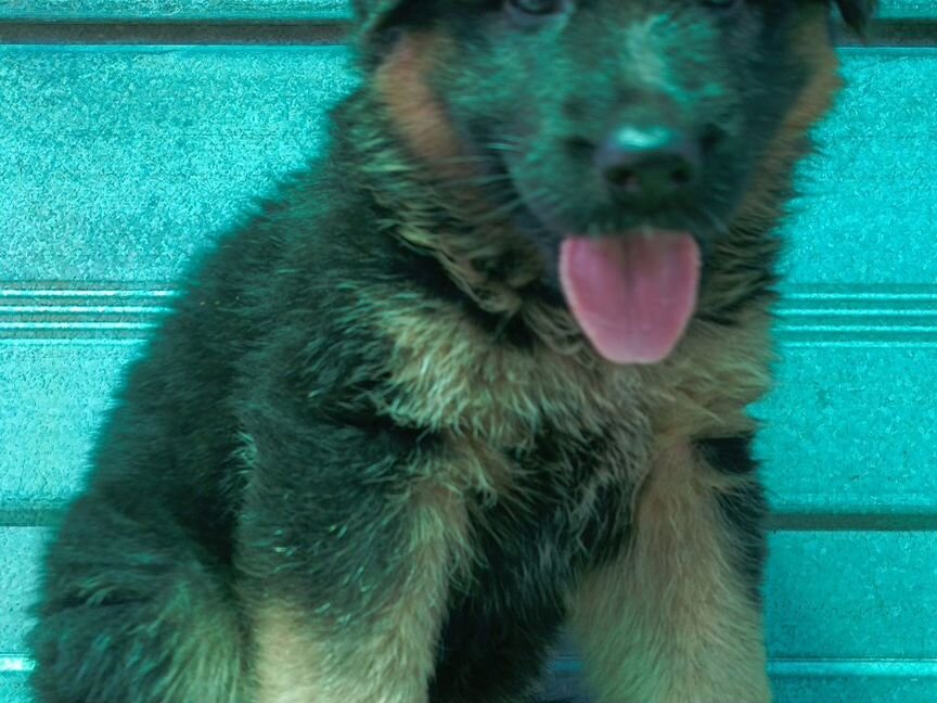 Щенки умнейшей восточно-европейской овчарки