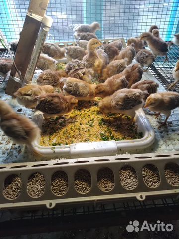 Цыплята суточные билефельдер