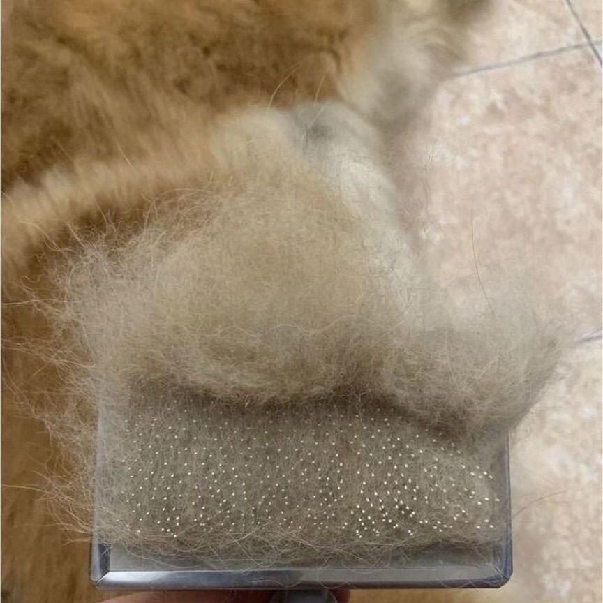 Шерсть, пух чау-чау