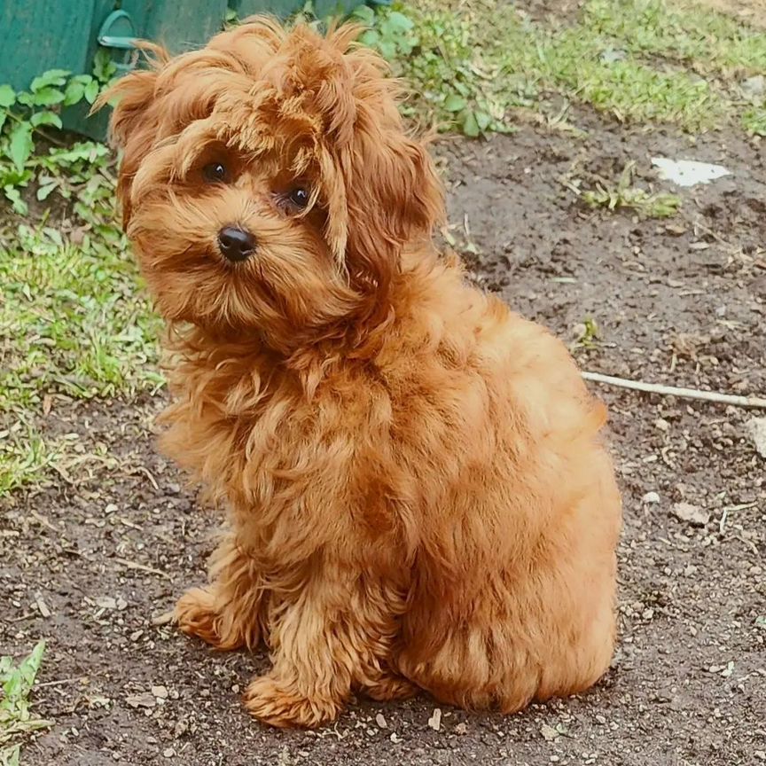 Мальтипу, щенок