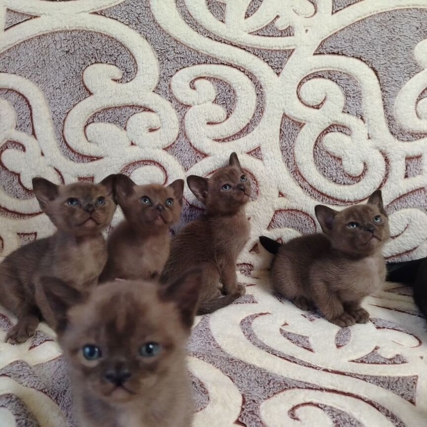 Малыши Европейской буры