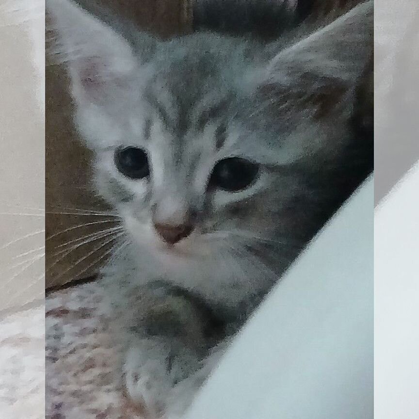 Котёнок в добрые руки