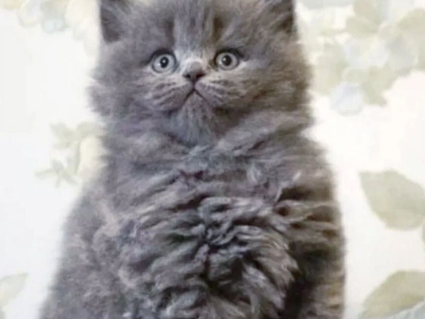 Шотландские мишки Хайленд