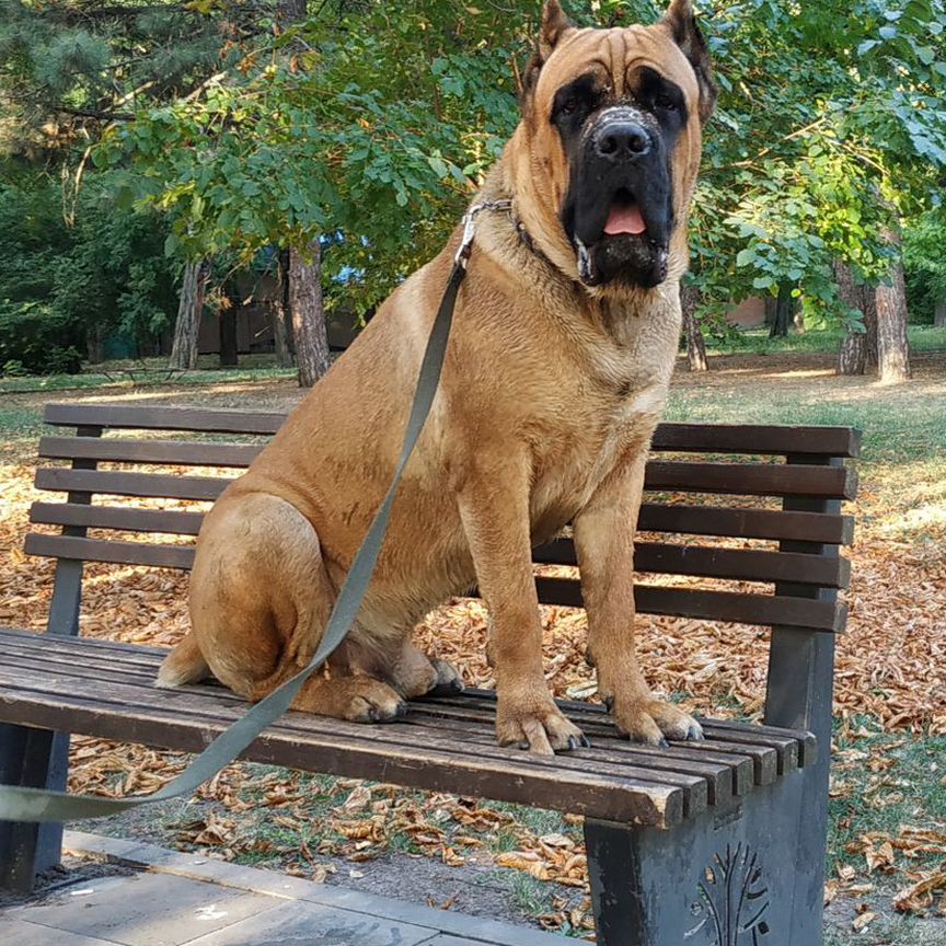 Кобель вязка