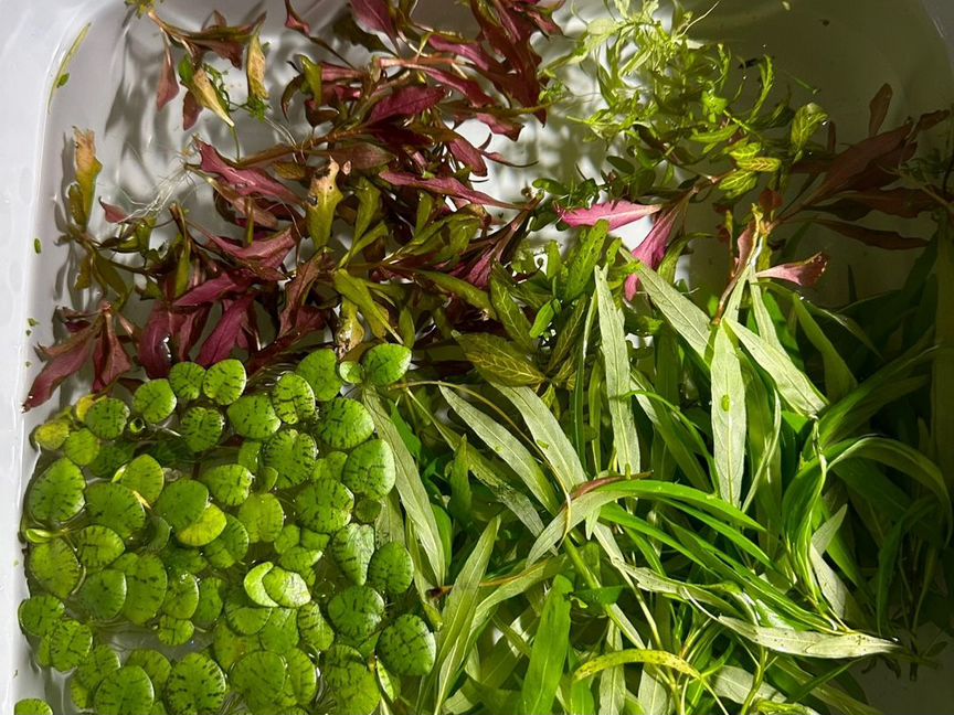 Аквариумная прополка