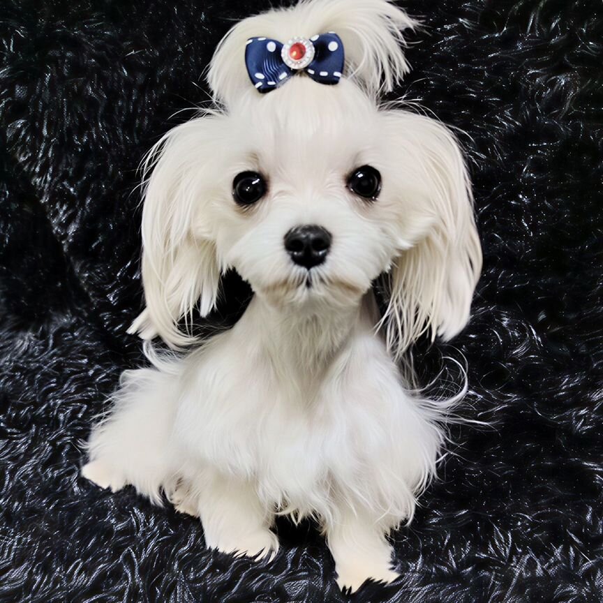 Мальтийская болонка, взрослый пёс