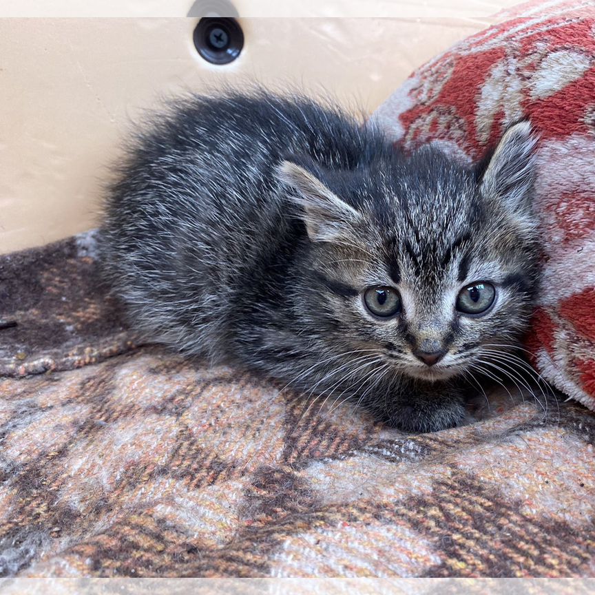 Котёнок кошка полтора месяца