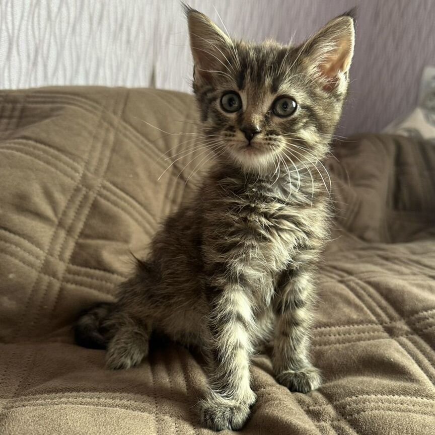 Мейн-кун котёнок