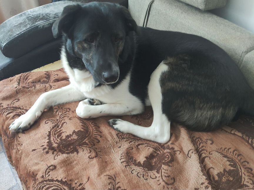 Собака в добрые руки