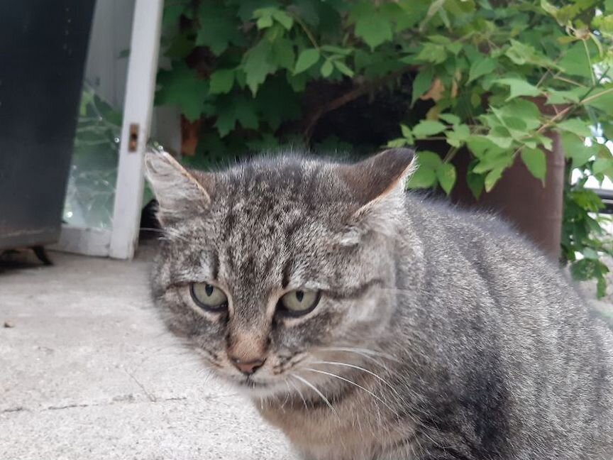 Кошка в дар бесплатно