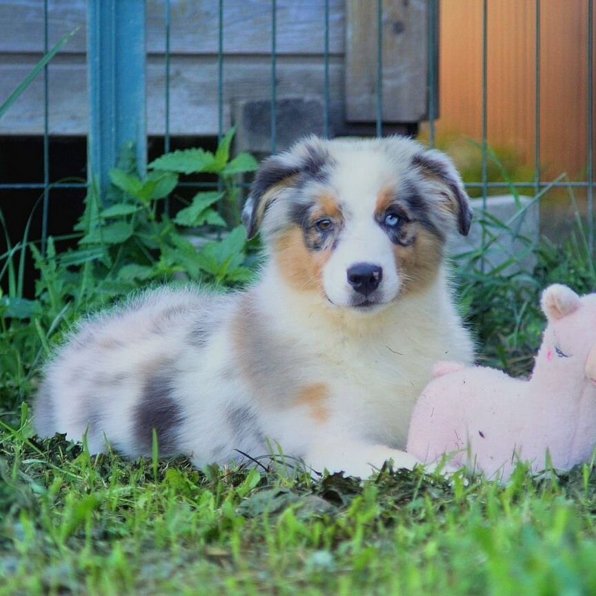 Аусси мраморный мальчик