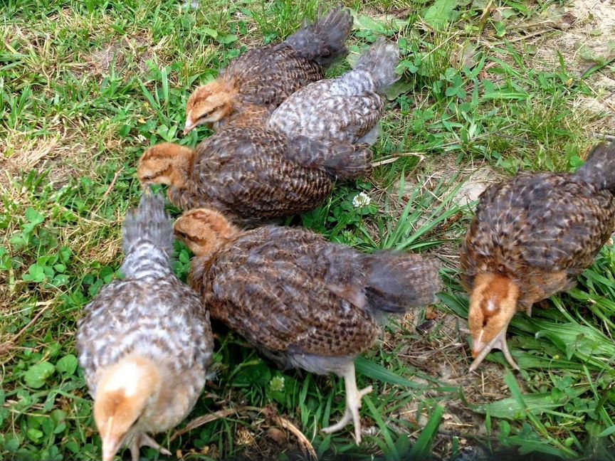 Цыплята Белефельдер