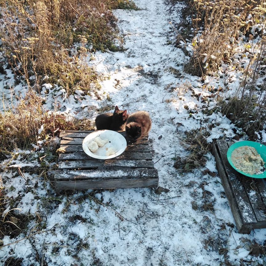 Котята в добрые руки бесплатно