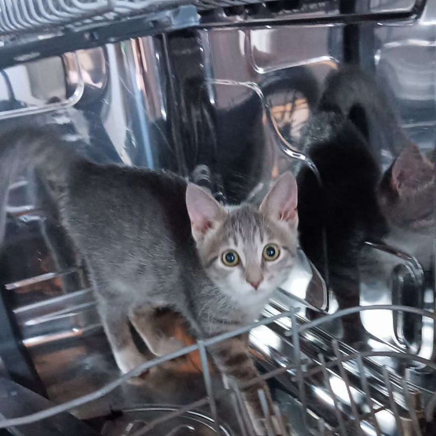 Ласковый котёнок в добрые руки