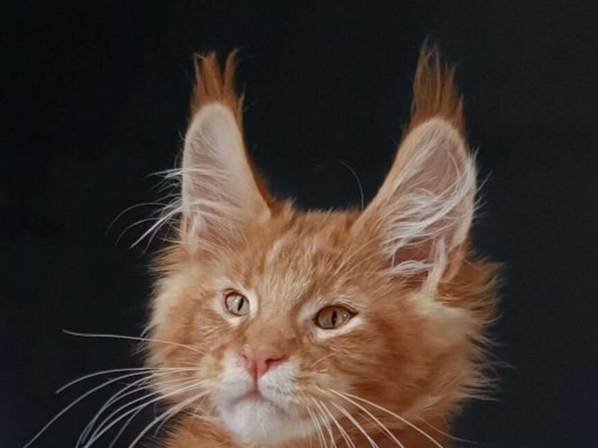 Эксклюзив котенок Мейн кун