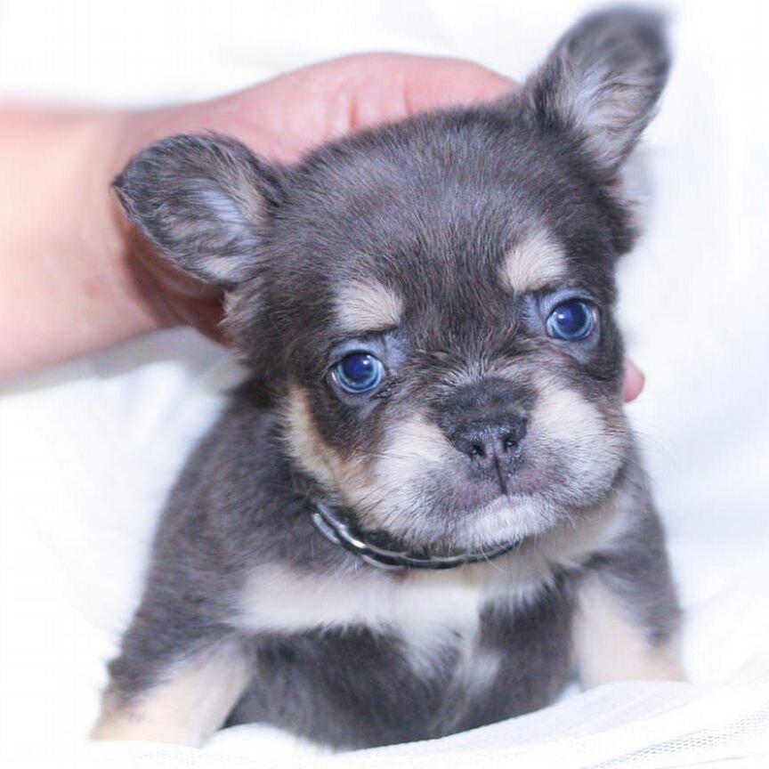 Французский бульдог, щенок