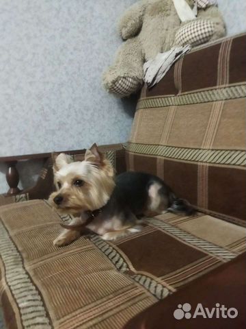 Йоркширский терьер вязка