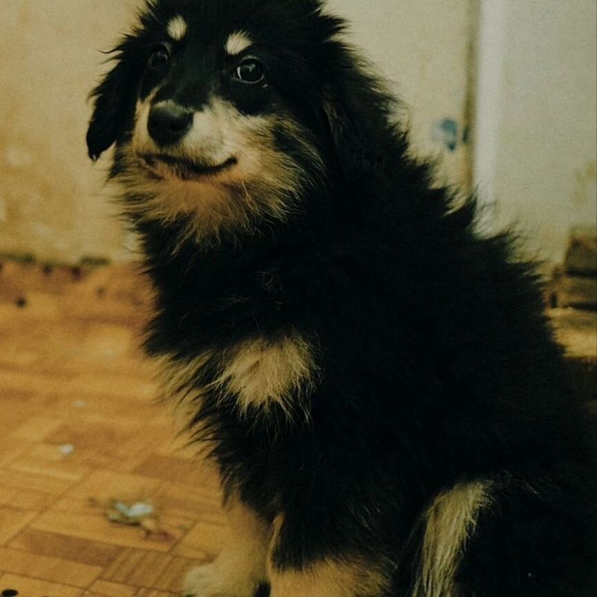 Милашка в добрые руки