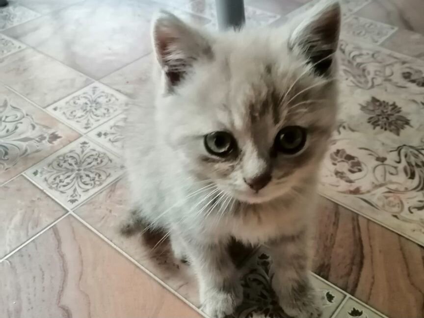 Отдам в добрые руки мальчик котенок британец