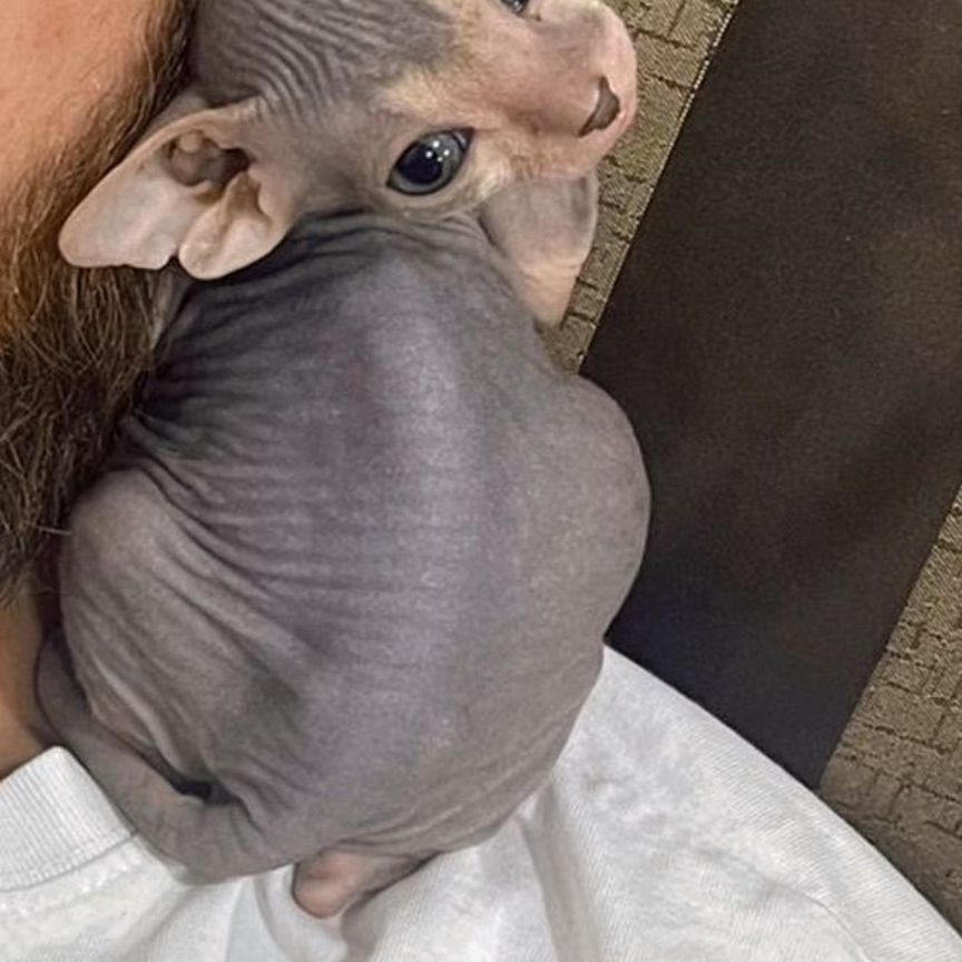 Донской сфинкс мальчик