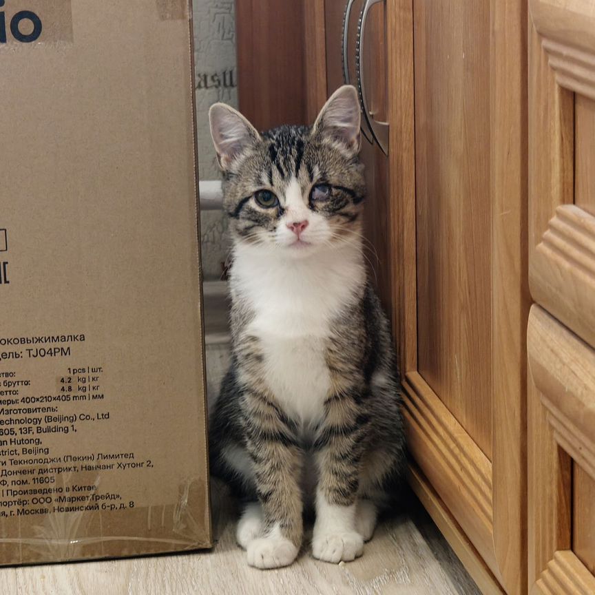 Котёнок в добрые руки