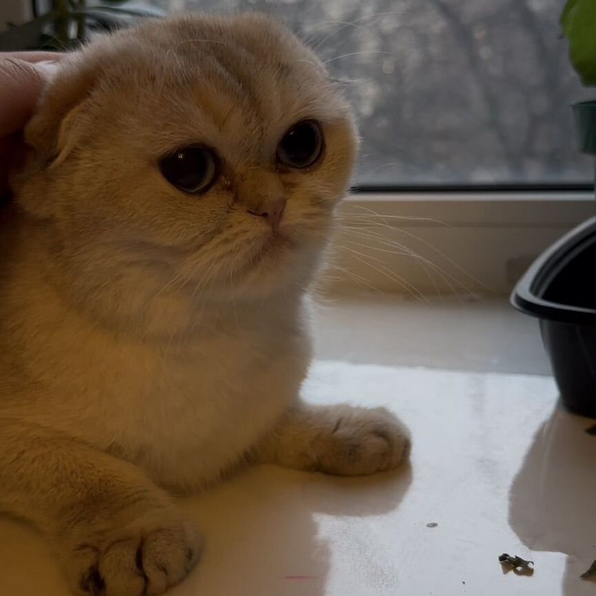 Шотландская вислоухая кошка