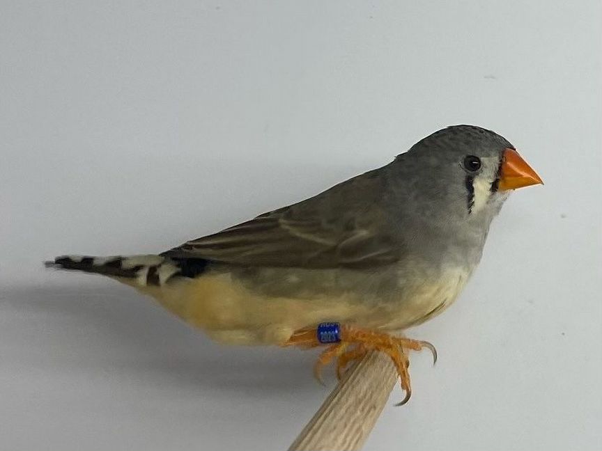 Самка зебровой амадины