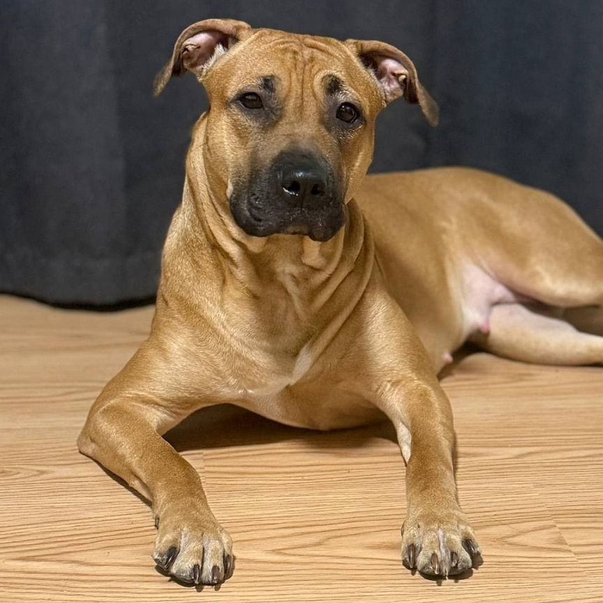 Американский стаффордширский терьер, взрослая собака