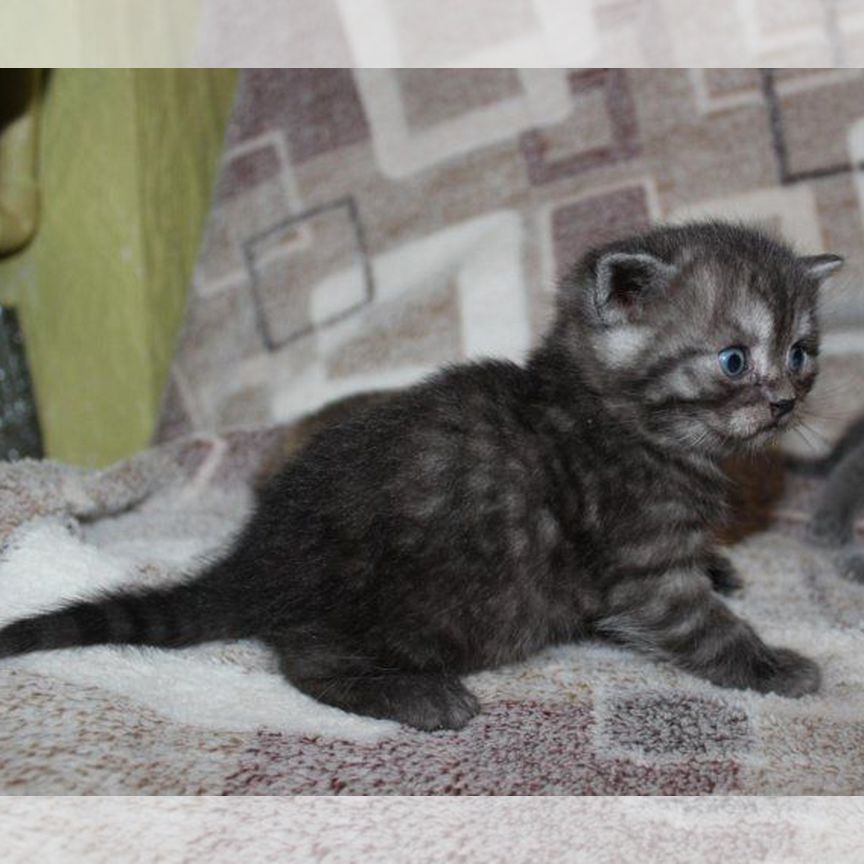 Шотландские Котики
