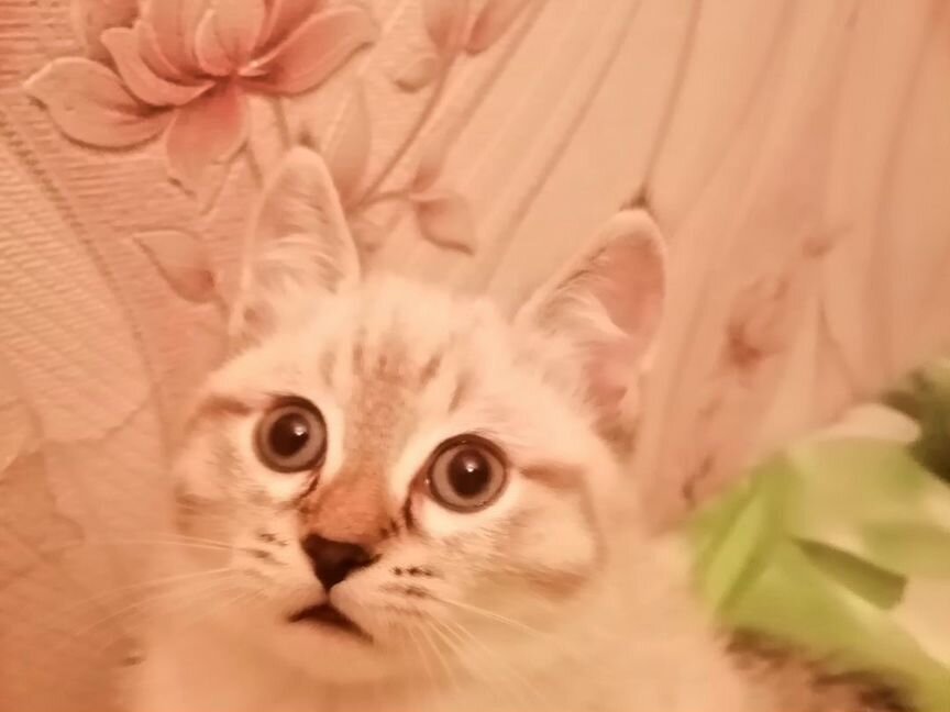 Отдам в добрые руки, кошечка, 2 месяца