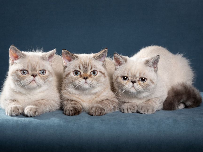 Экзотические котята