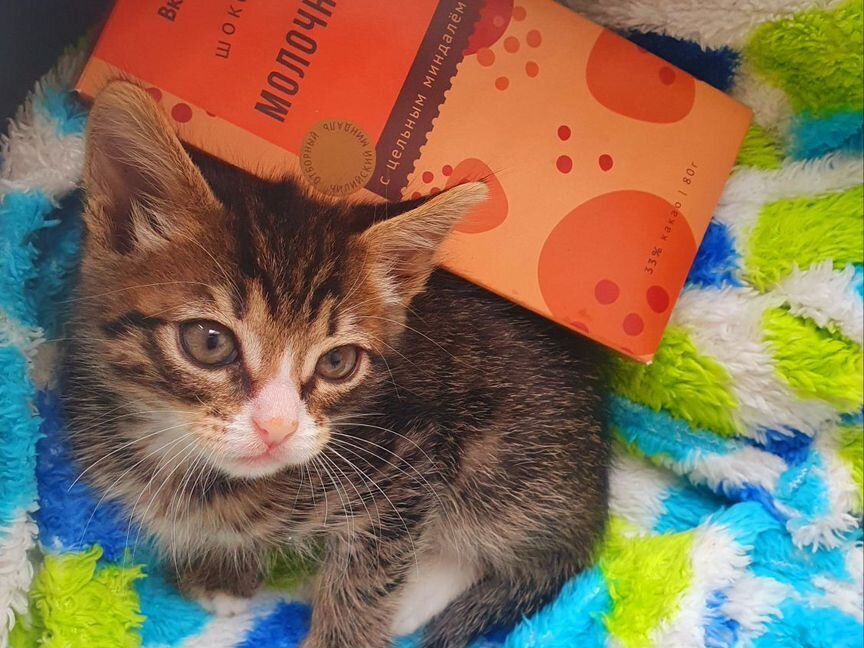 Принц Луи размером с шоколадку 1 мес