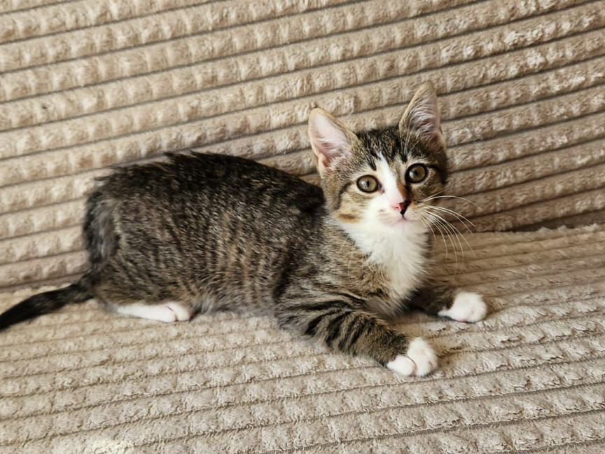 Котенок девочка 2, 5 месяца