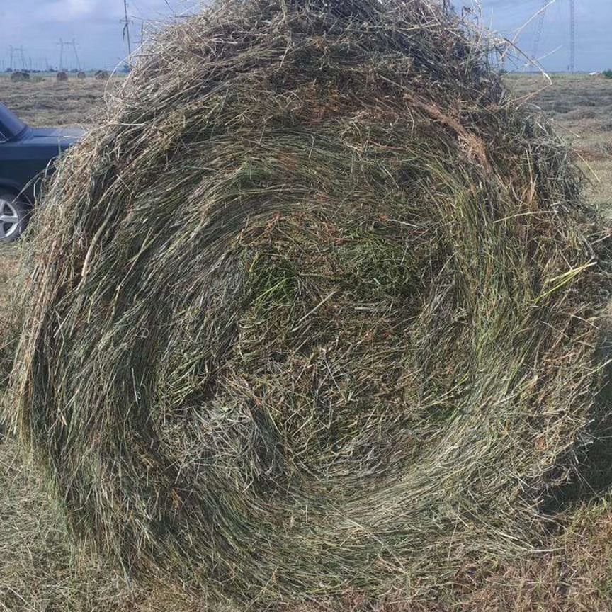 Сено люцерна разнообразие цена с доставкой