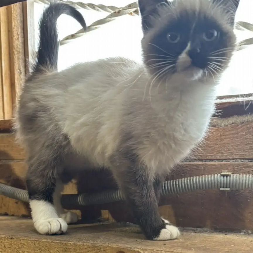 Котёнок в добрые руки