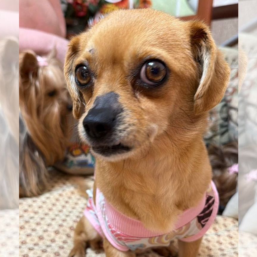 Чихуахуа, взрослая собака