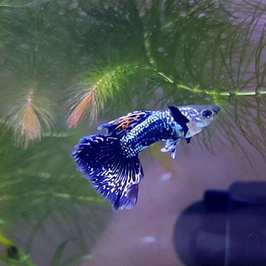 Гуппи Дракон Дамбо, чистая линия