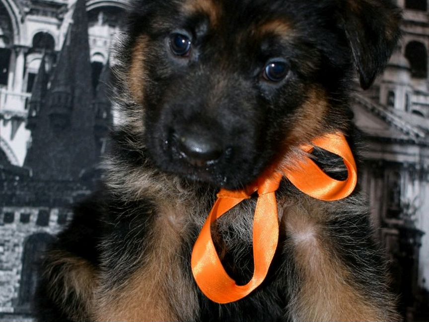 Немецкая овчарка